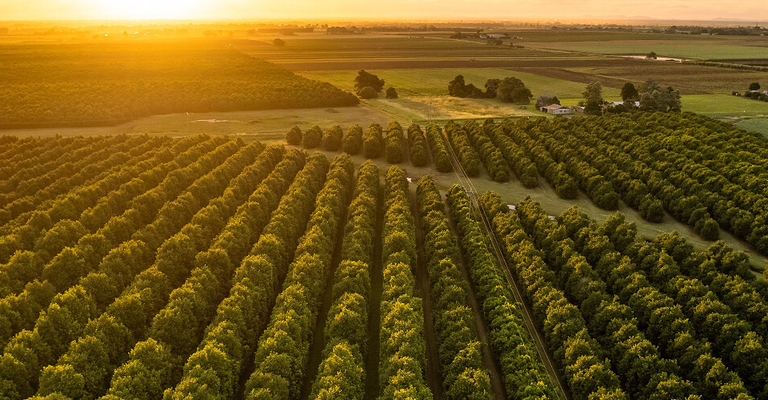 Bundaberg Macadamia Farm | About Red Rock Macadamias