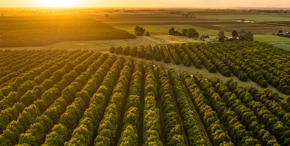 Bundaberg Macadamia Farm | About Red Rock Macadamias